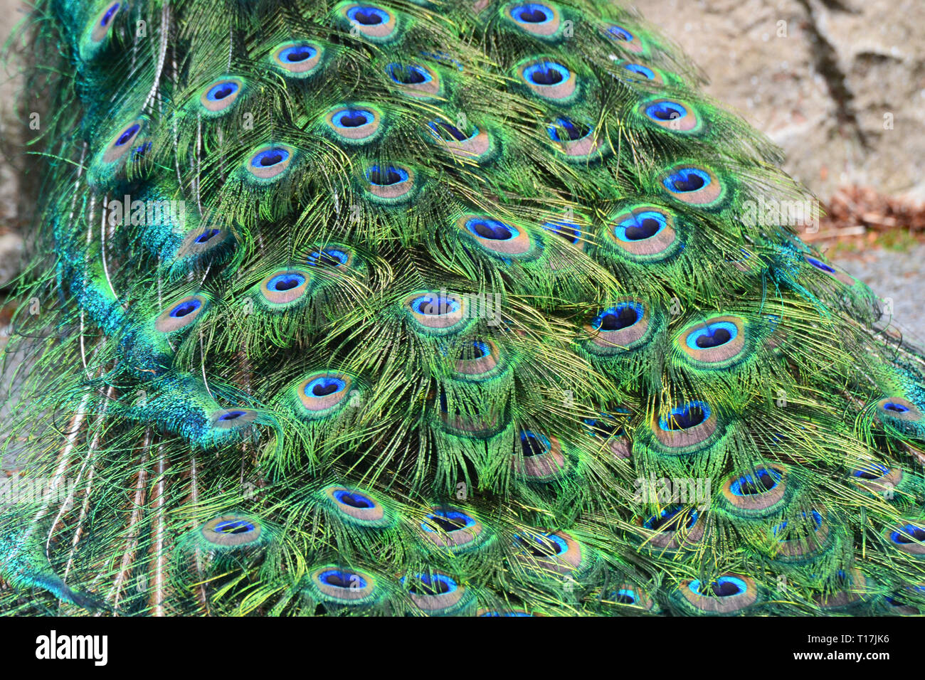 Exmoor zoo england hi-res stock photography and images - Alamy