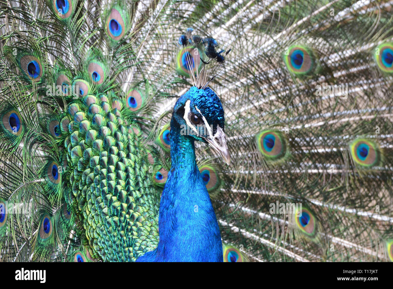 Exmoor zoo england hi-res stock photography and images - Alamy
