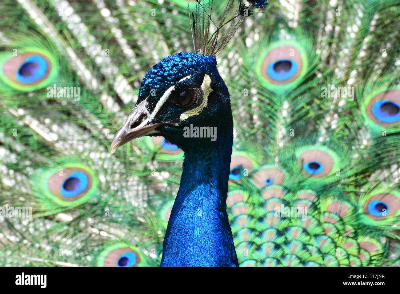 Exmoor zoo england hi-res stock photography and images - Alamy