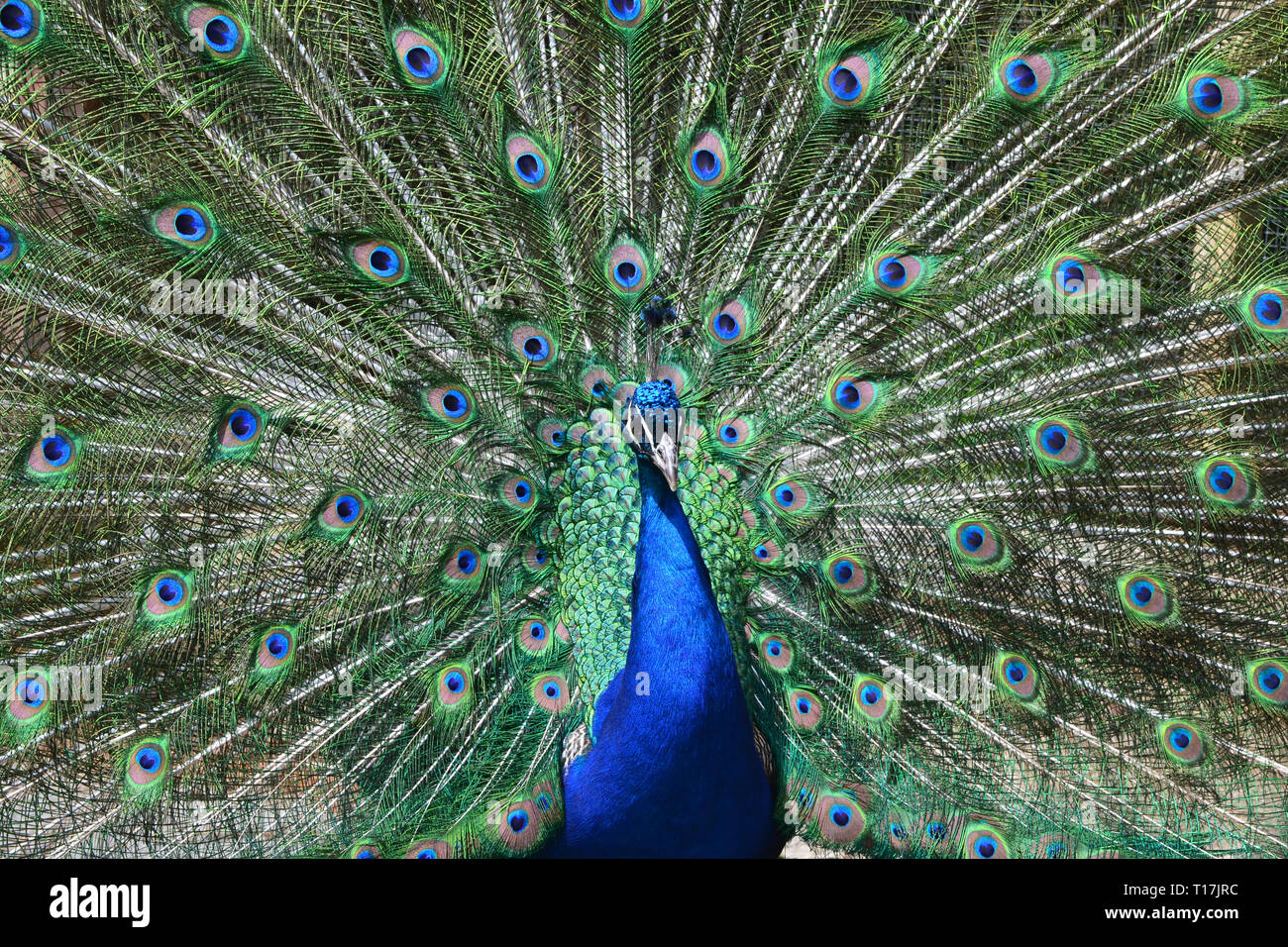 Peacock at Exmoor Zoo, Exmoor, Devon, UK Stock Photo - Alamy