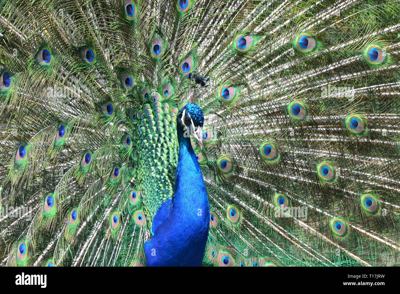 Peacock at Exmoor Zoo, Exmoor, Devon, UK Stock Photo - Alamy