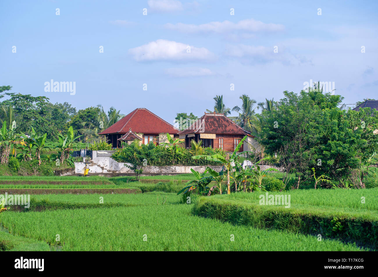 Landscape with green rice fields, house and palm trees at sunny day in ...