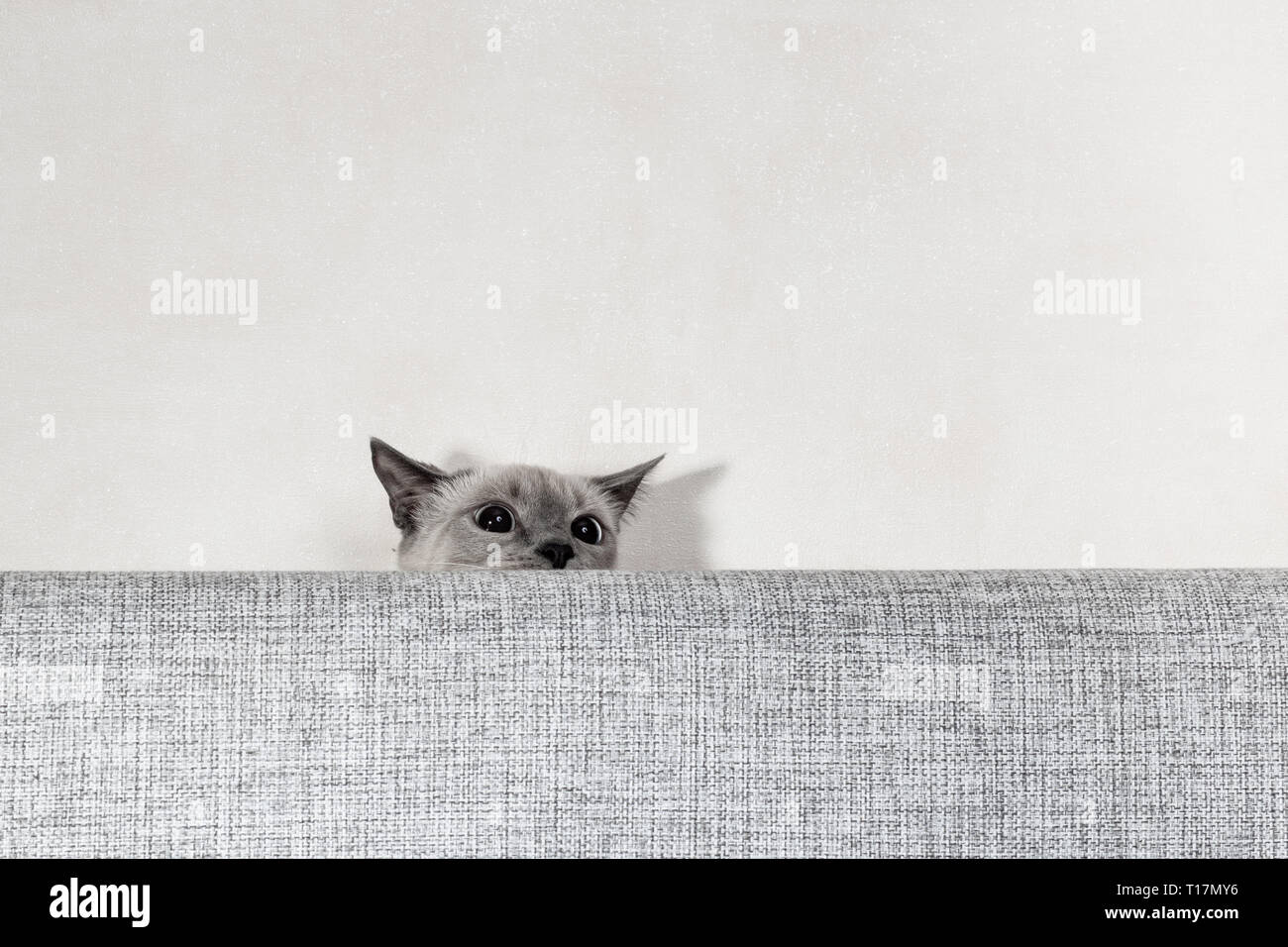 The cat looks out from behind the back of the sofa on a light ...