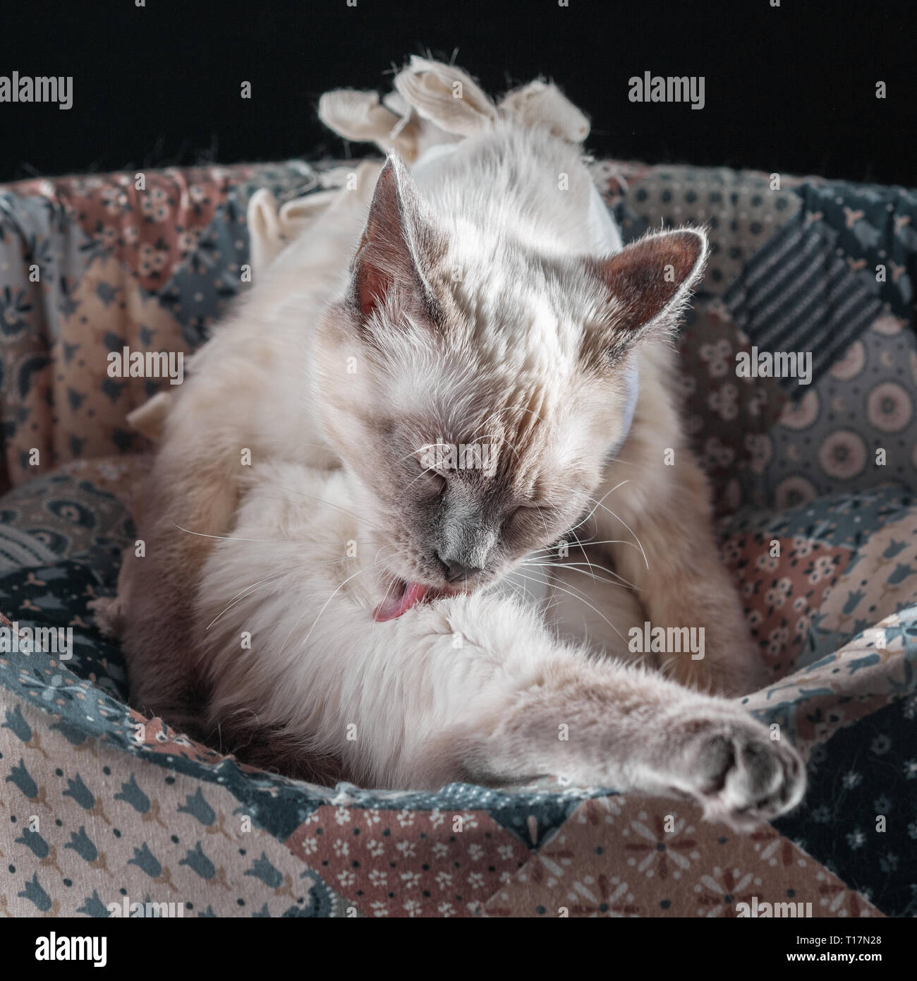 After operation care of cat hi-res stock photography and images - Alamy