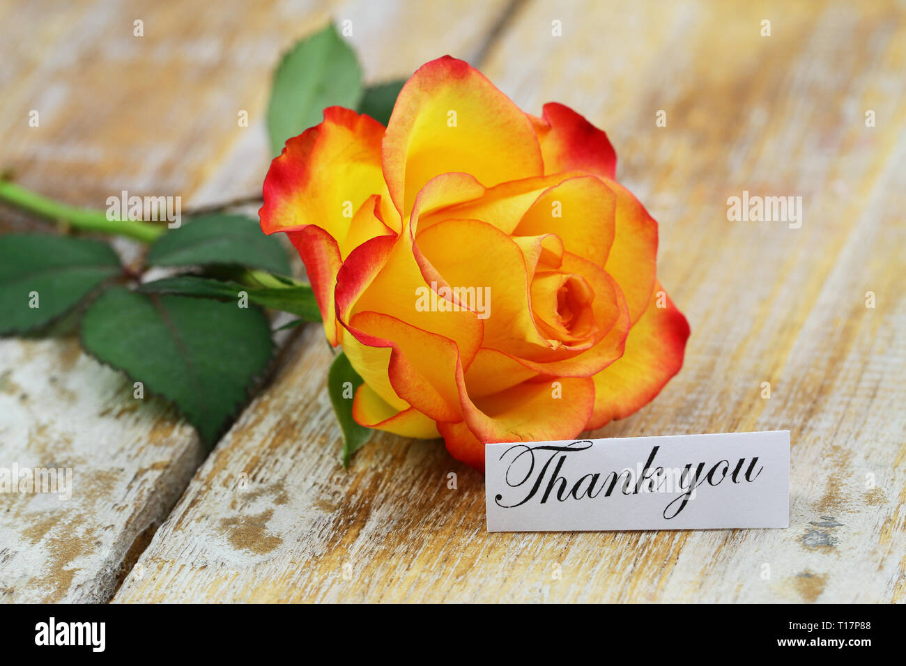Thank you card hi-res stock photography and images - Alamy