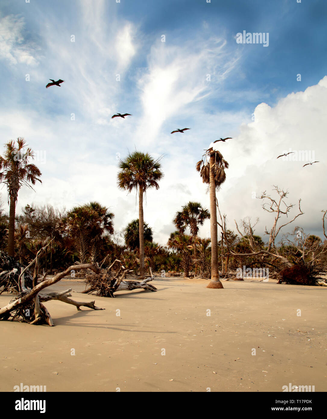 Botany Bay Plantation Heritage Preserve High Resolution Stock ...