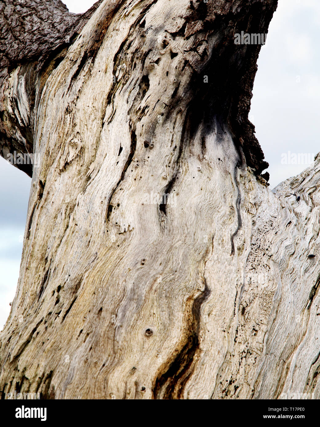 Botany bay plantation heritage preserve hi-res stock photography and ...