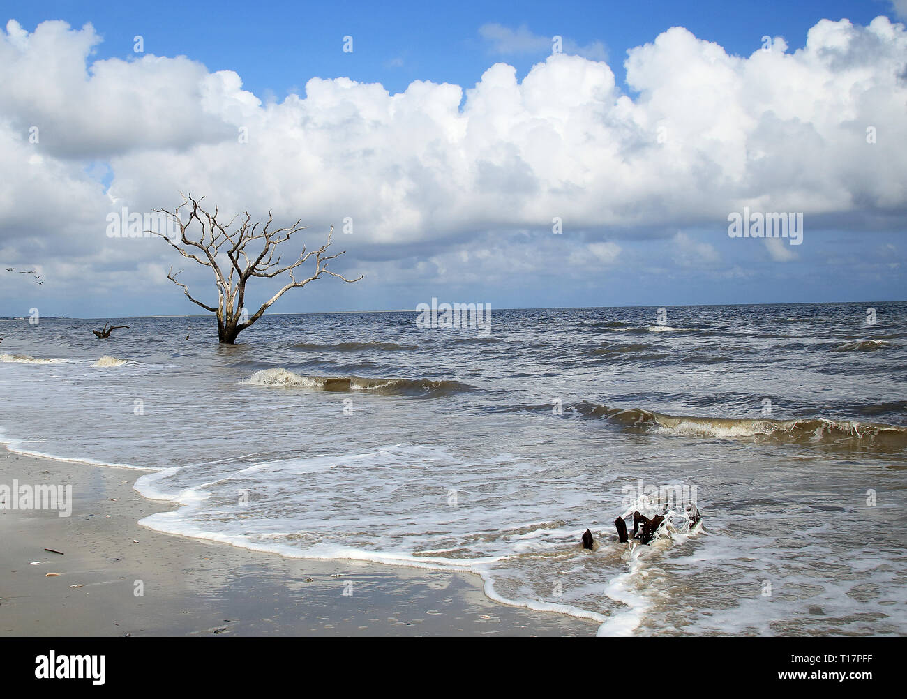Botany Bay Plantation Heritage Preserve High Resolution Stock ...