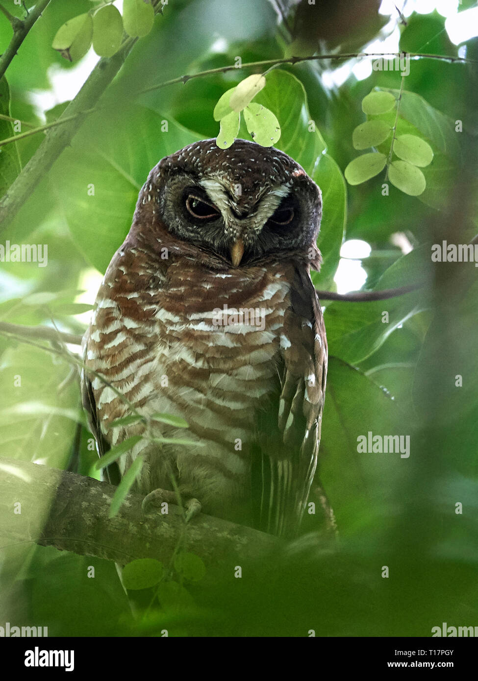African wood owl hi-res stock photography and images - Alamy