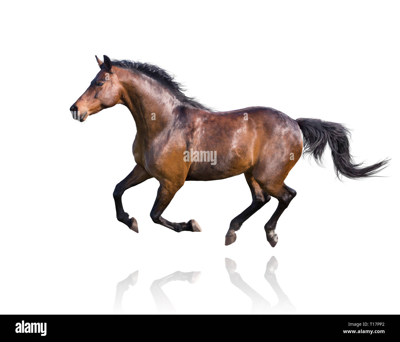 Brown horse runs isolated on white background Stock Photo - Alamy