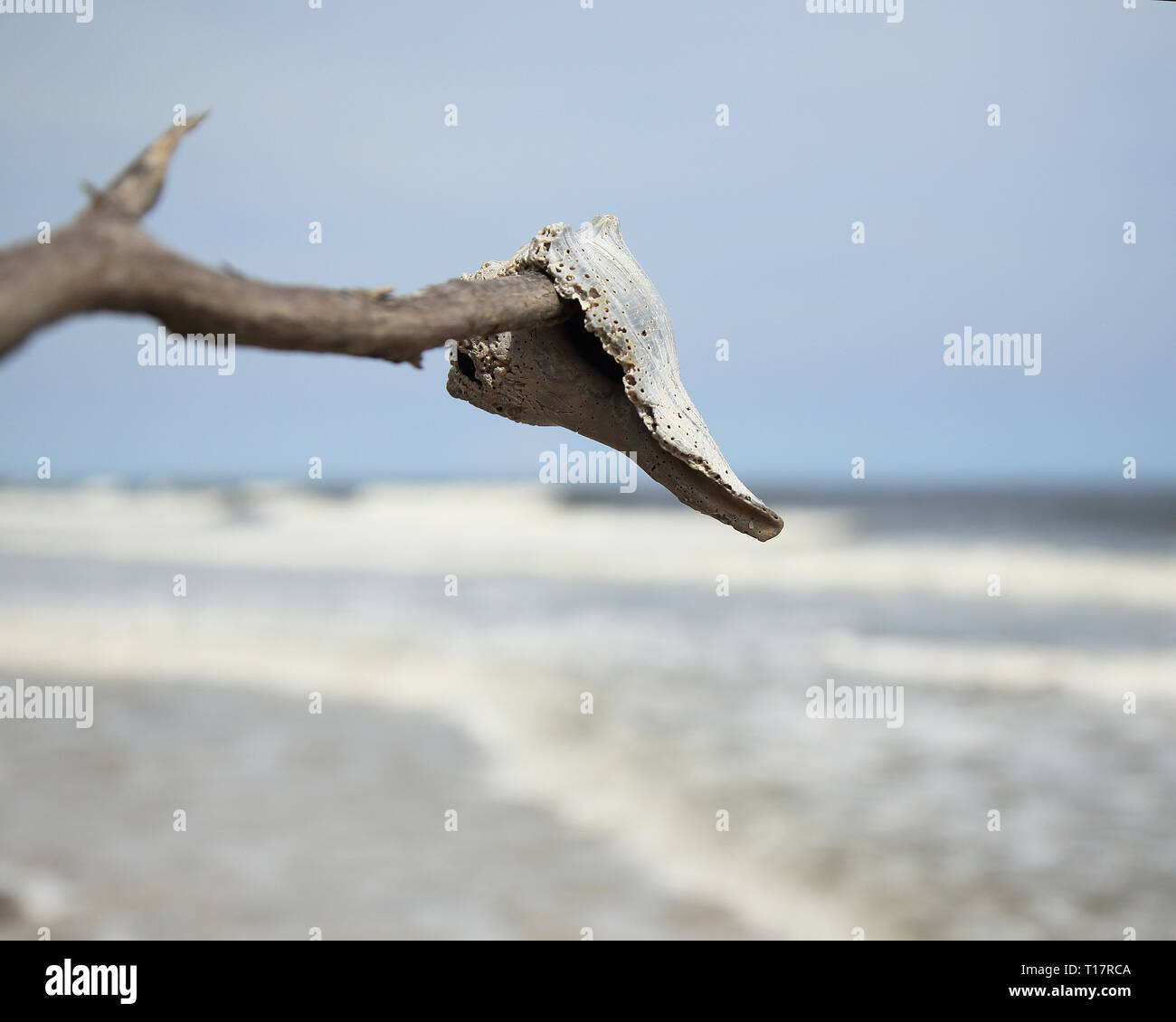 botany bay beach Edisto island south carolina Stock Photo - Alamy