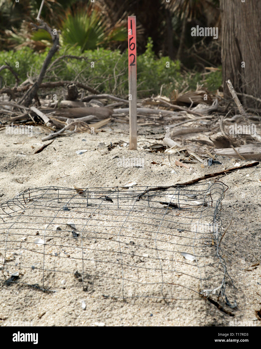 botany bay beach Edisto island south carolina Stock Photo - Alamy