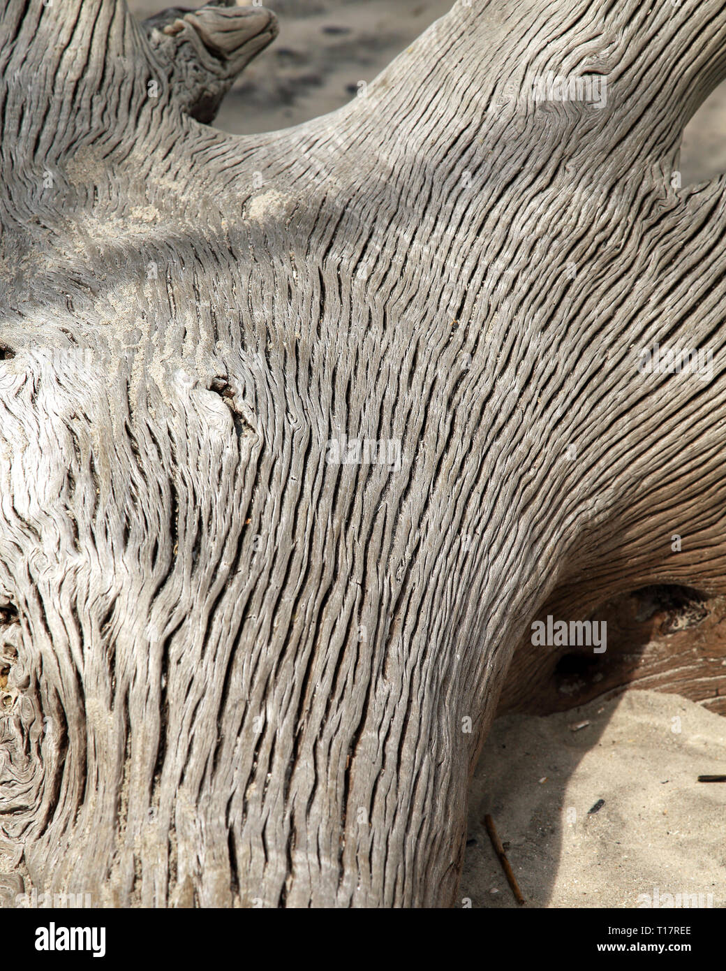 botany bay beach Edisto island south carolina Stock Photo - Alamy
