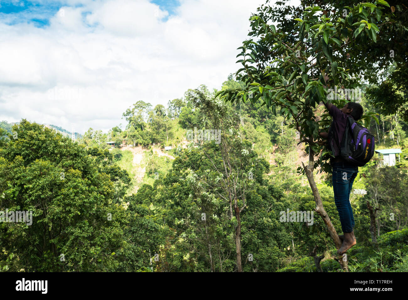 Tea plantation near Ella, Badulla District of Uva Province, Sri Lanka ...