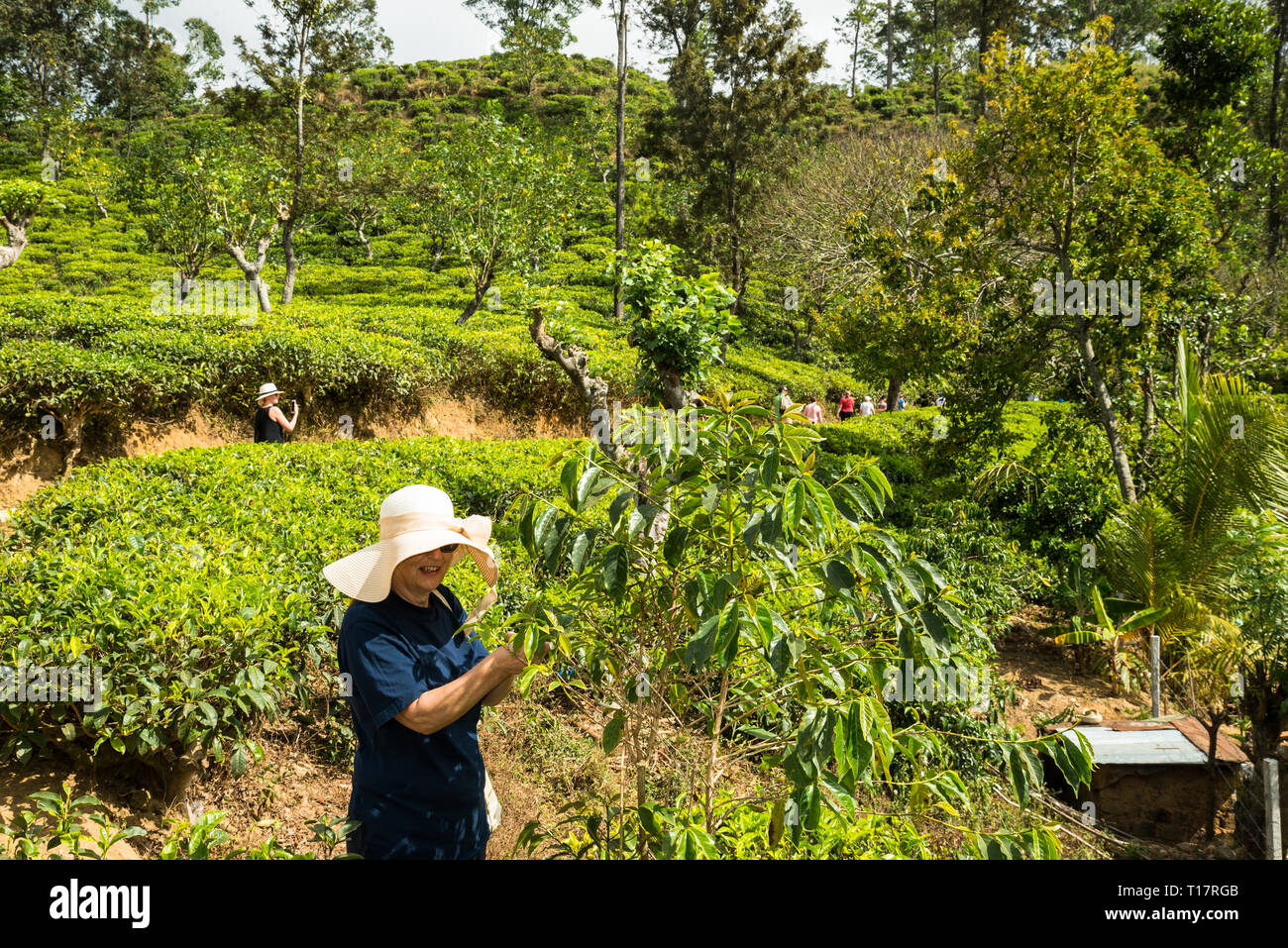 Tea plantation near Ella, Badulla District of Uva Province, Sri Lanka ...