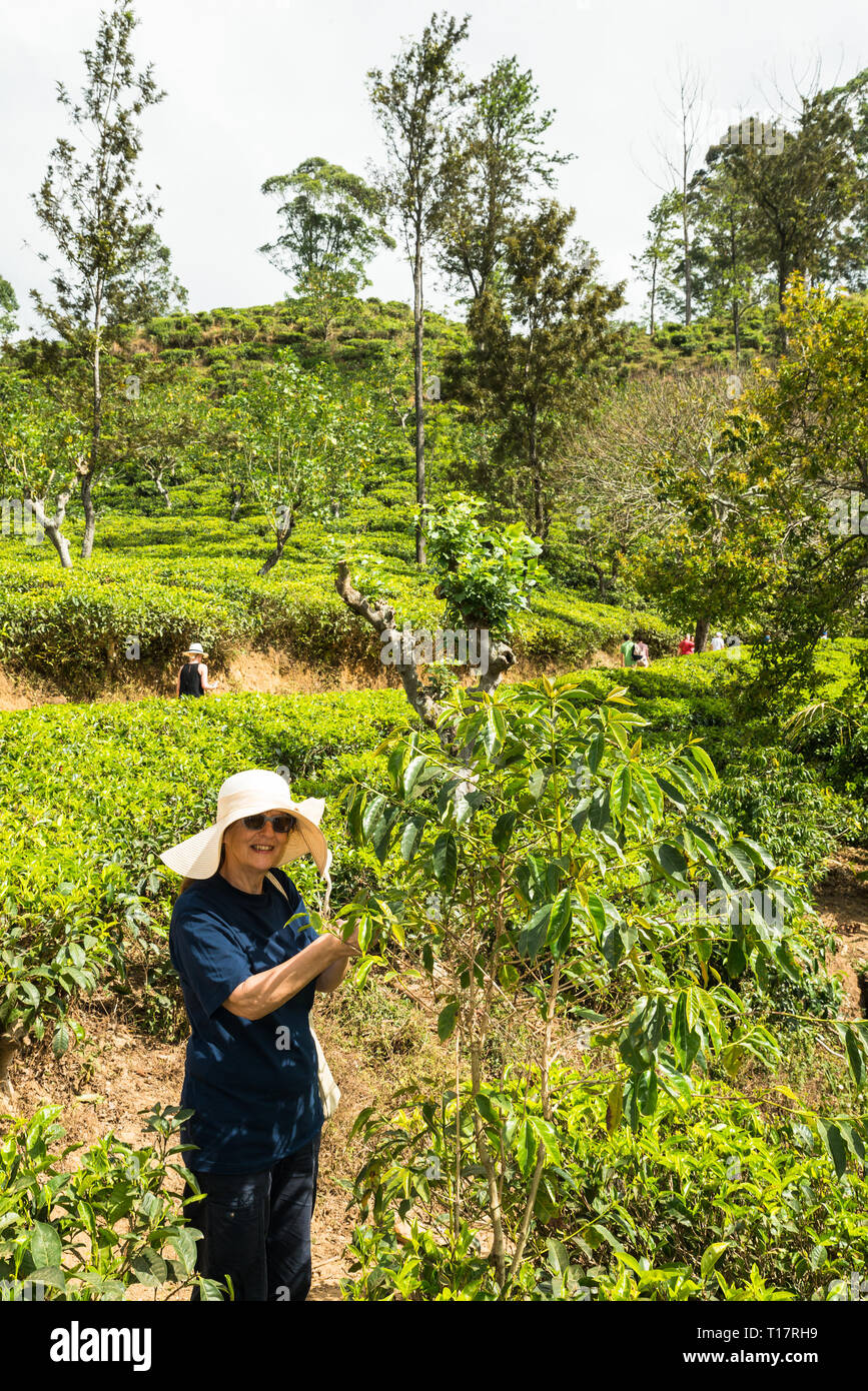 Tea plantation near Ella, Badulla District of Uva Province, Sri Lanka ...