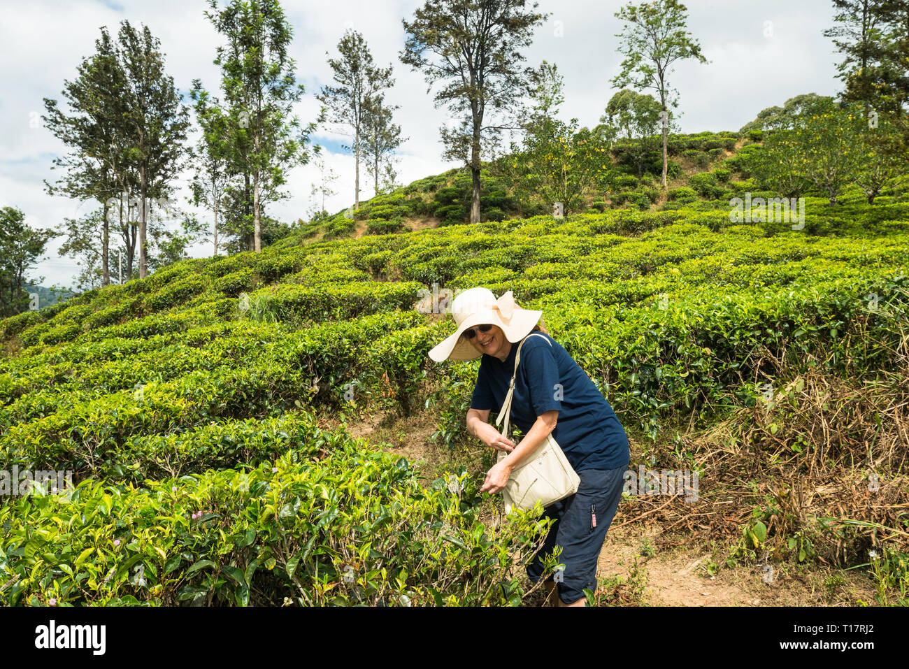 Tea plantation near Ella, Badulla District of Uva Province, Sri Lanka ...