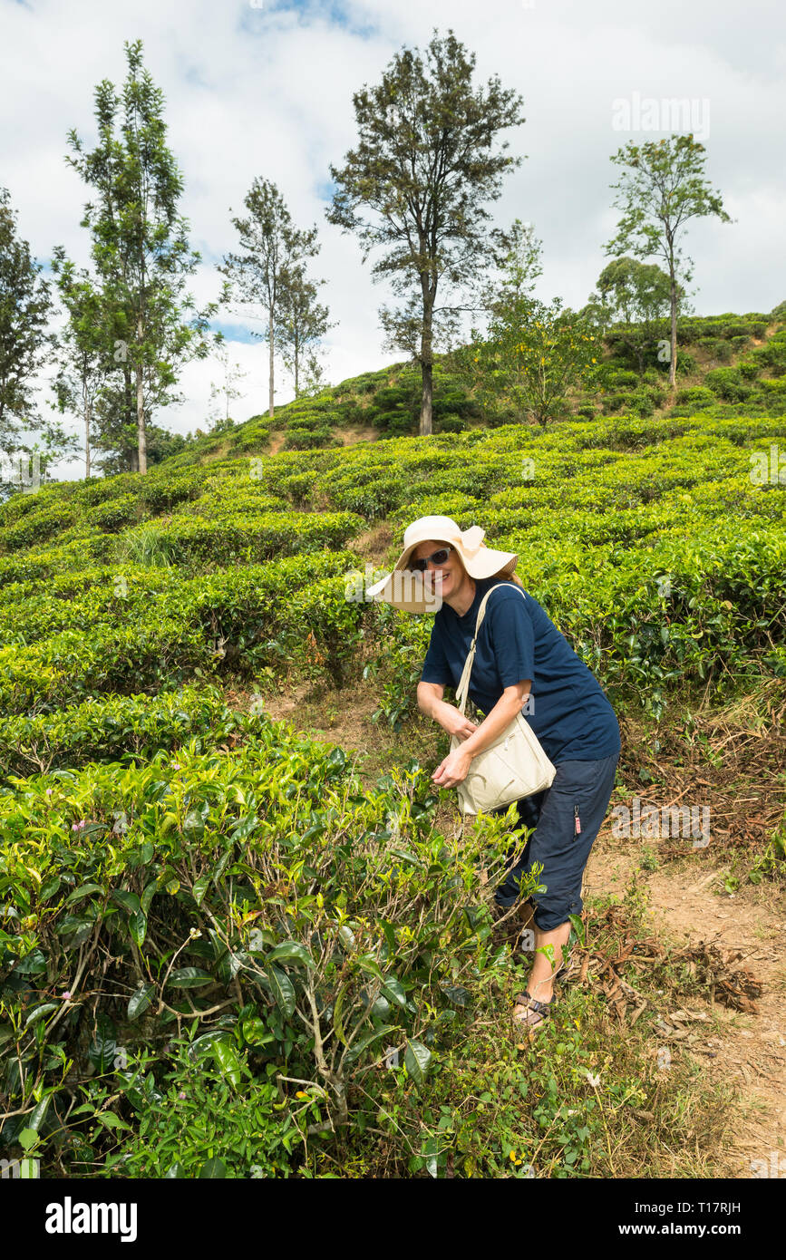Tea plantation near Ella, Badulla District of Uva Province, Sri Lanka ...