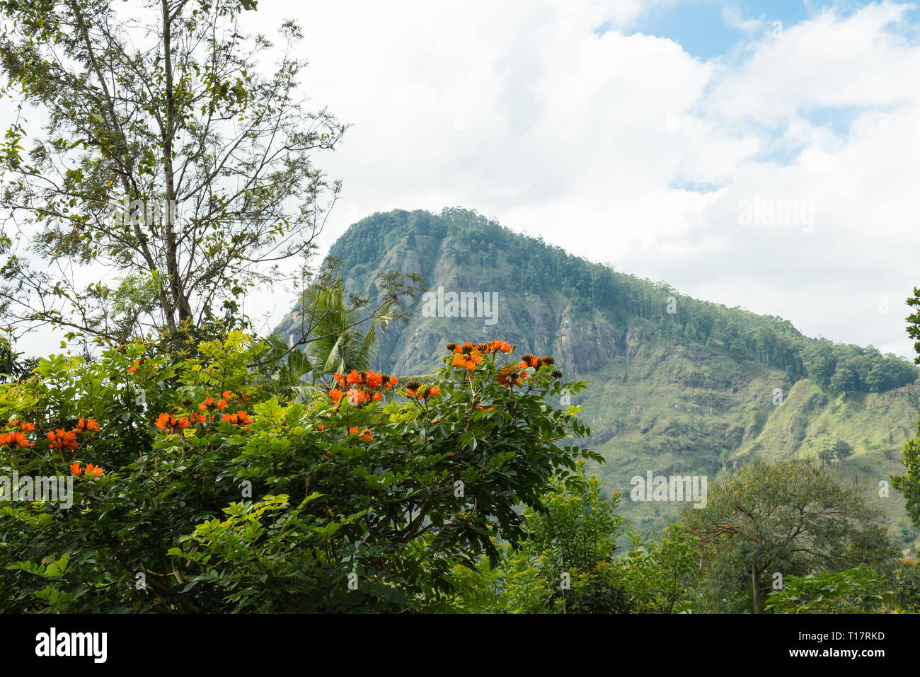 Tea plantation near Ella, Badulla District of Uva Province, Sri Lanka ...