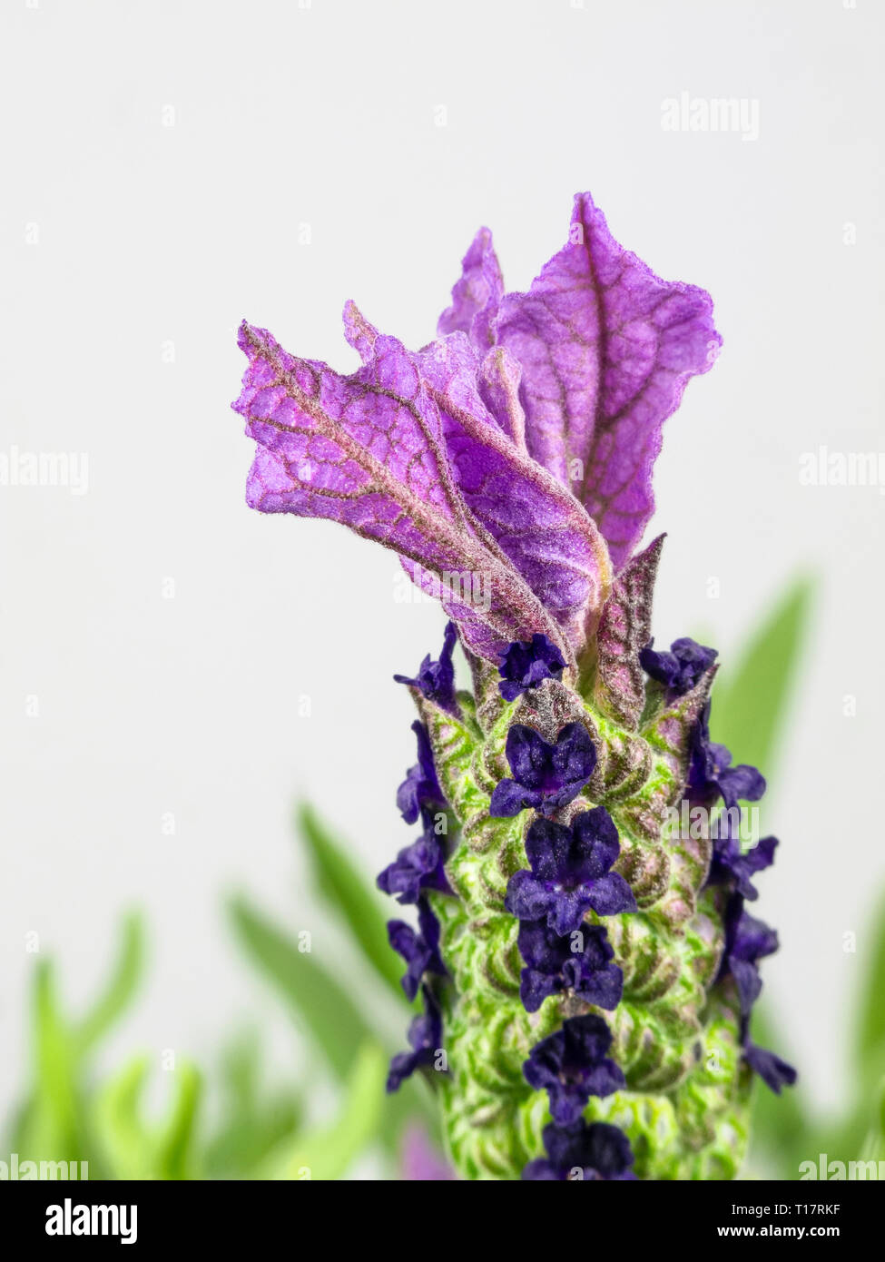 lavender plant with green leaves and lavender flowers just blossomed ...