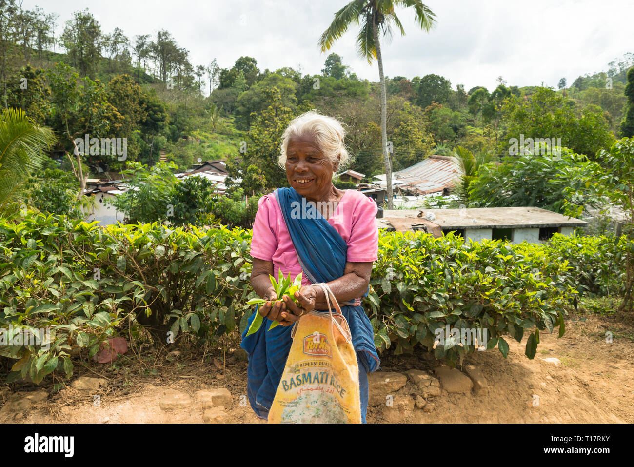 Tea plantation near Ella, Badulla District of Uva Province, Sri Lanka ...