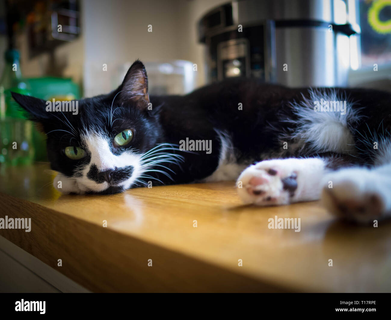Cat on the table hi-res stock photography and images - Alamy