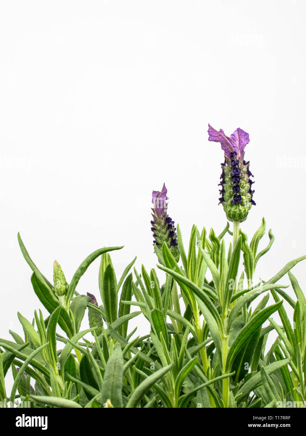 lavender plant with green leaves and lavender flowers just blossomed ...