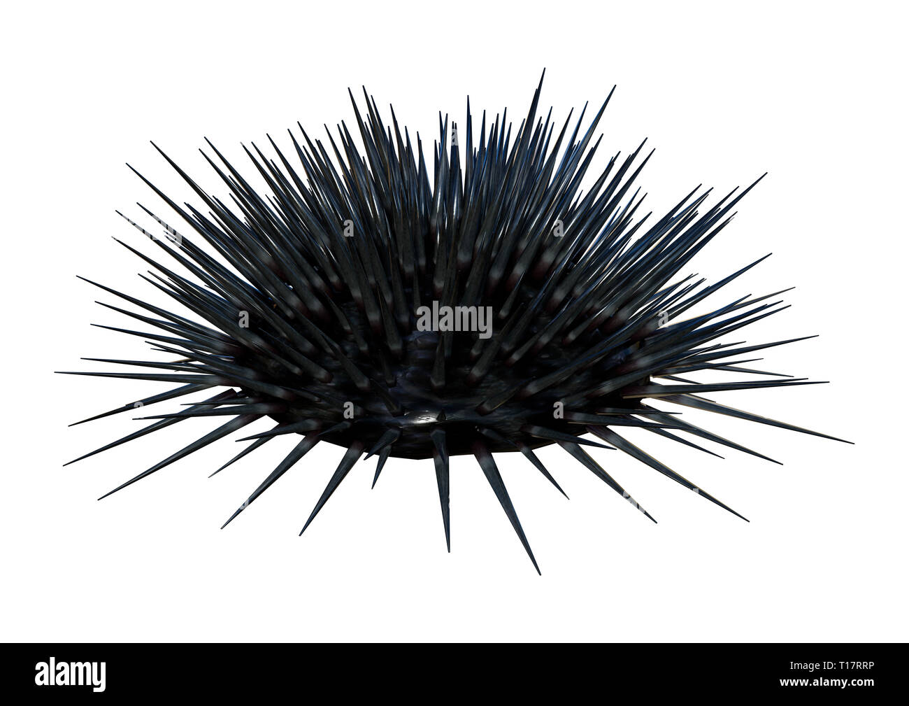 3D rendering of black sea urchin isolated on white background Stock ...