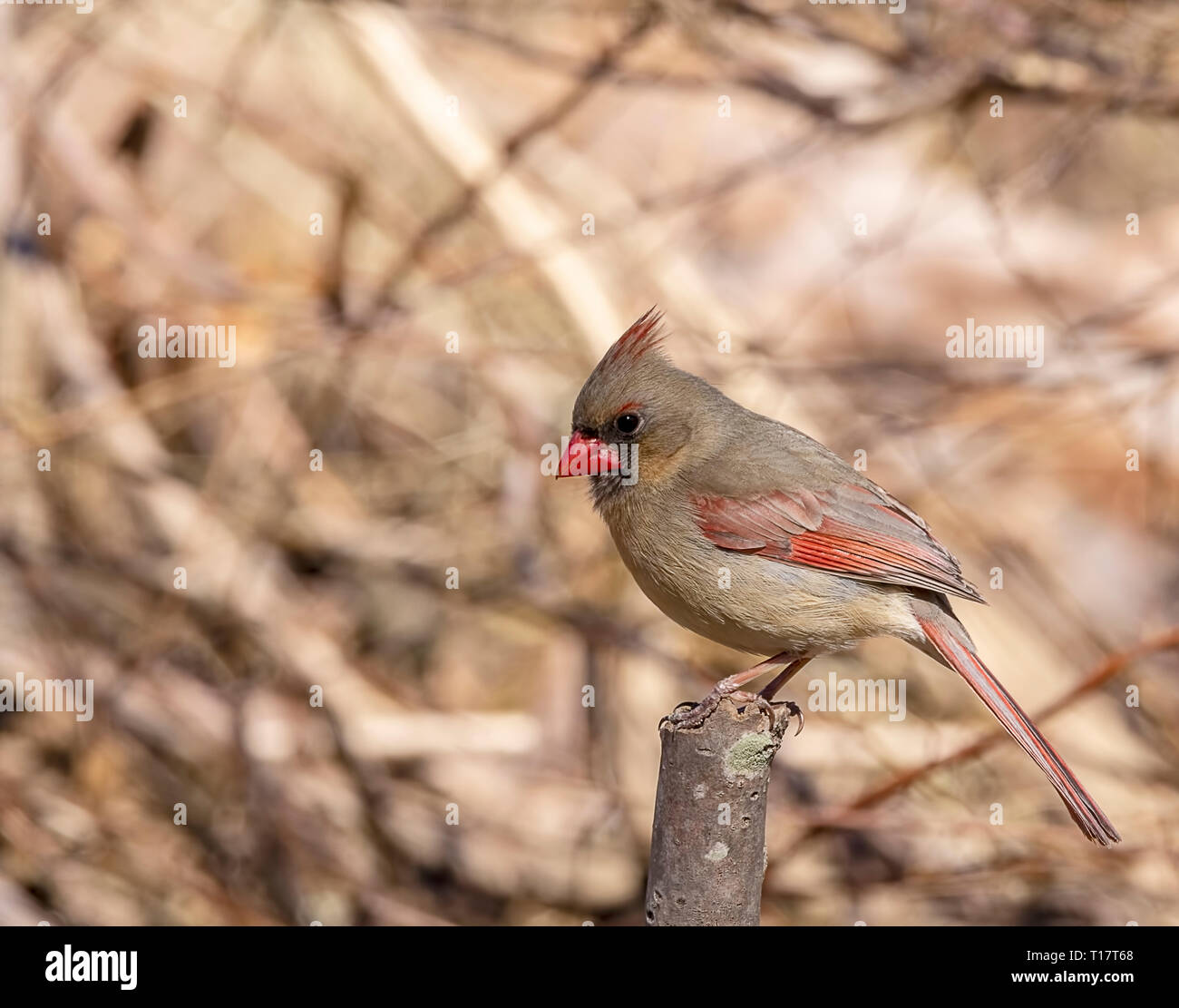 Female Northern Cardinal Stock Photo - Alamy