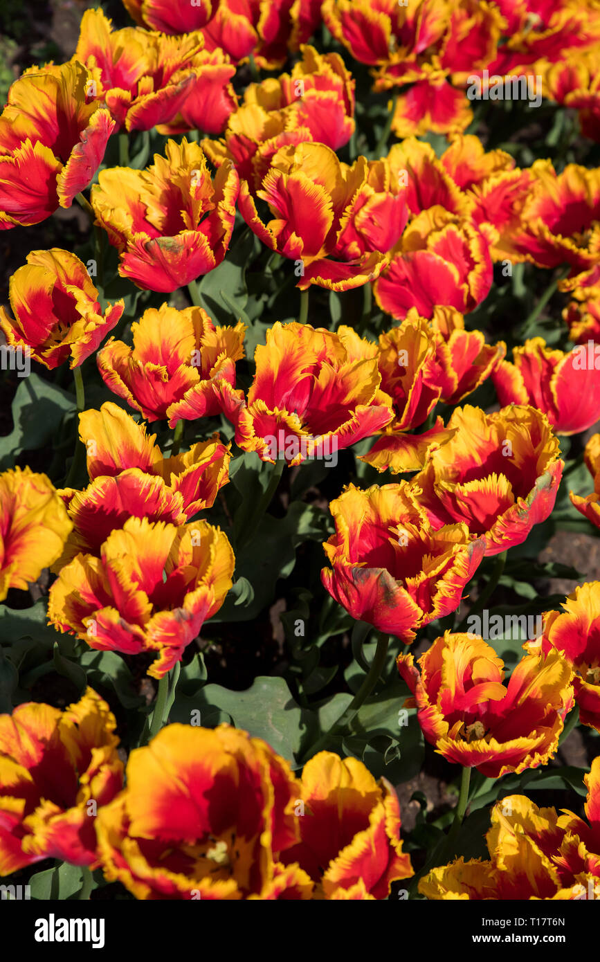 Beautiful yellow tulips floral hi-res stock photography and images - Alamy