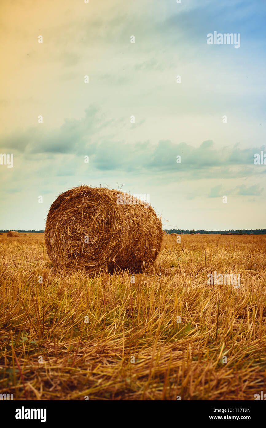 A field with stacks. Haystacks on the field. Hay stocks for the winter ...