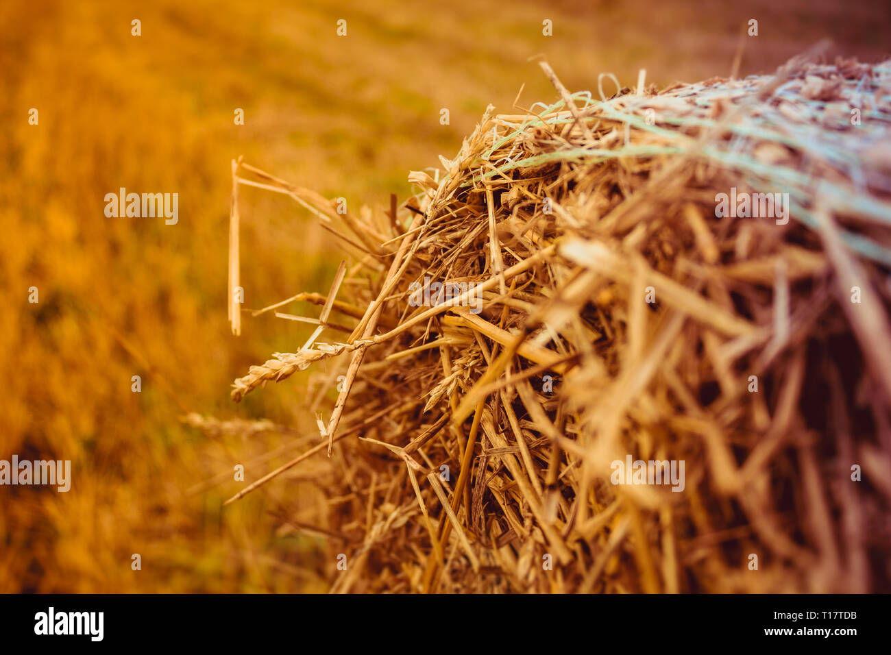 A field with stacks. Haystacks on the field. Hay stocks for the winter ...