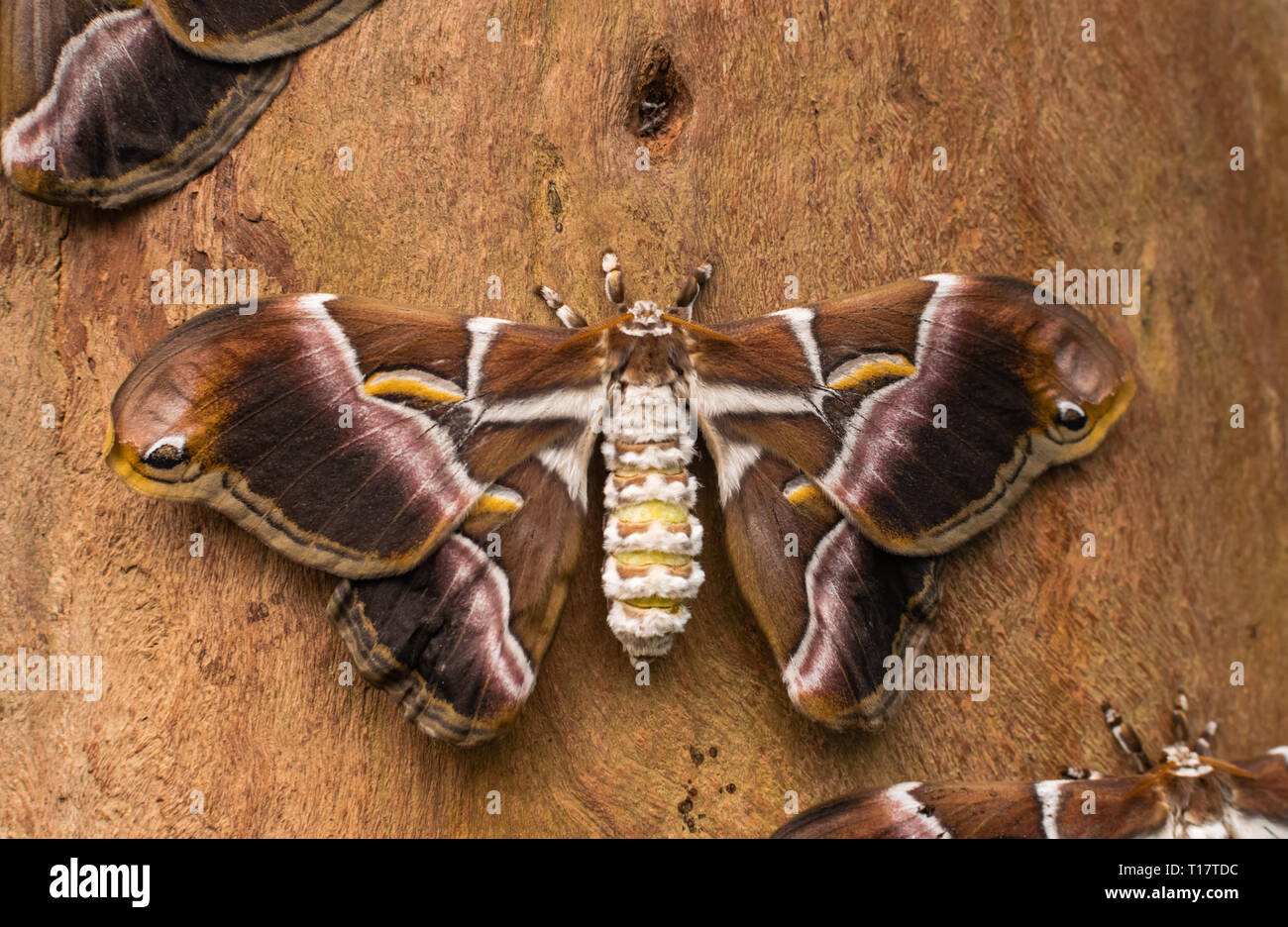 Eri silkmoth (Samia ricini), with open wings, on wooden surface Stock ...