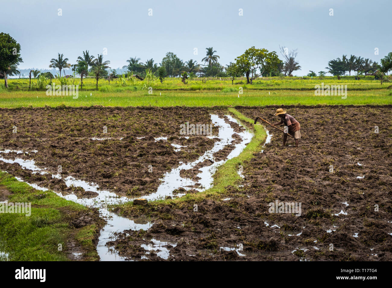 Indonesian rice fields work hi-res stock photography and images - Alamy