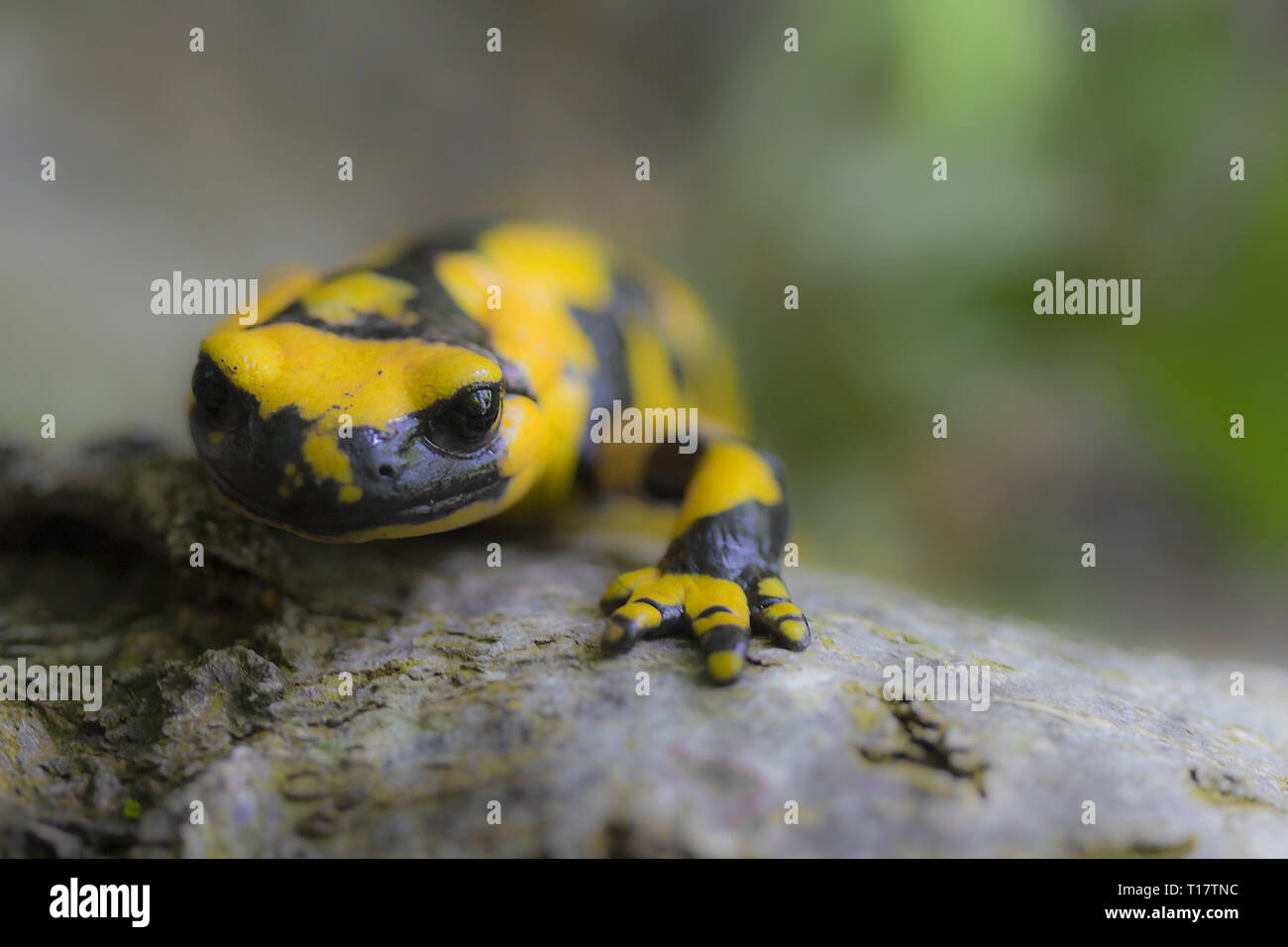 Big salamander hi-res stock photography and images - Alamy