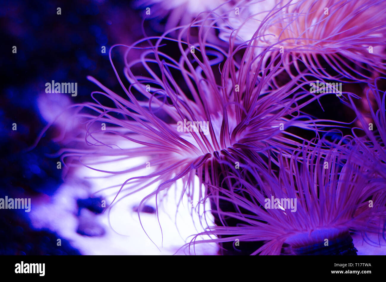Sea anemone in a dark blue water of aquarium. Tropical marine life ...
