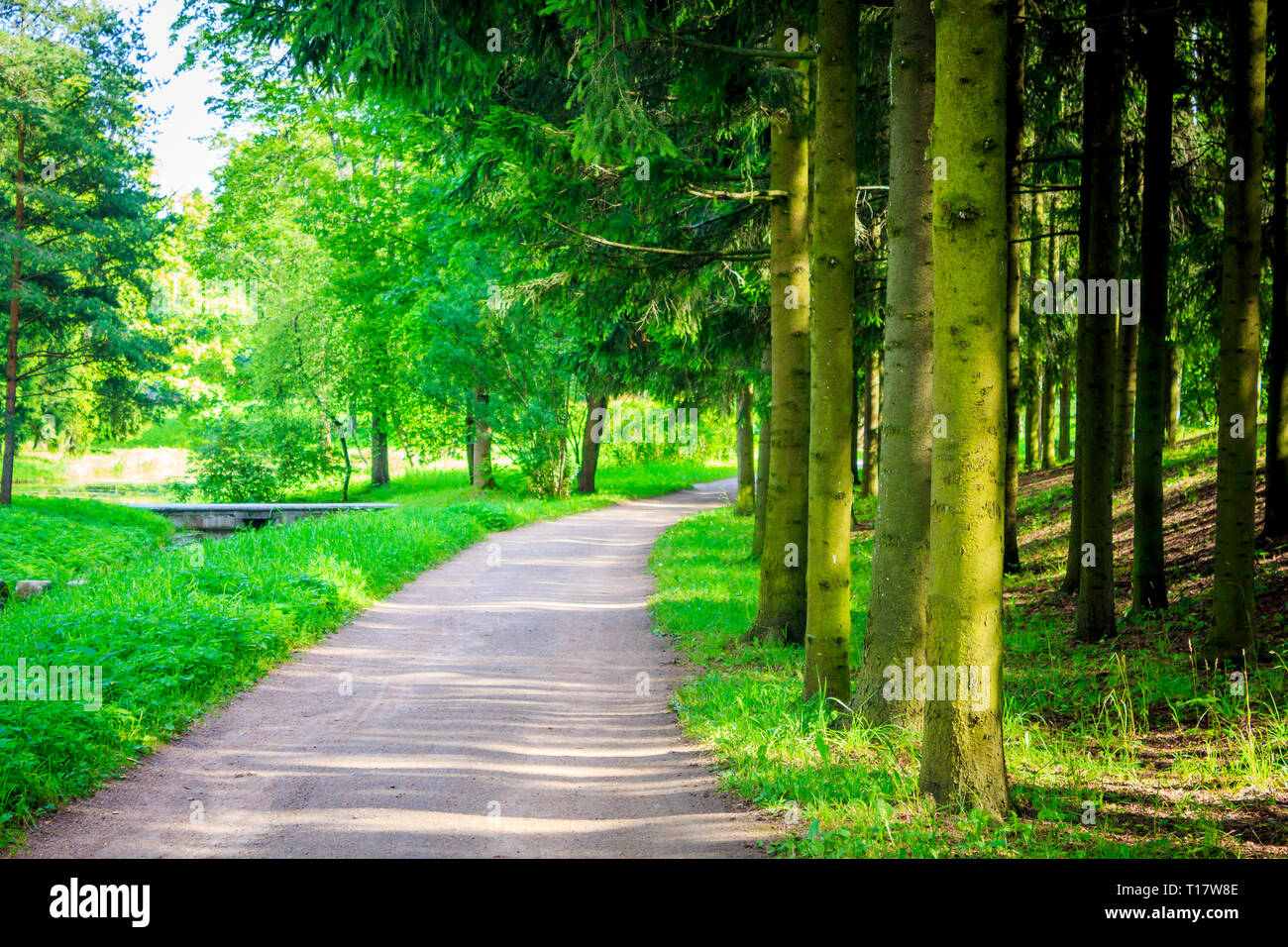 Park Background Wallpaper