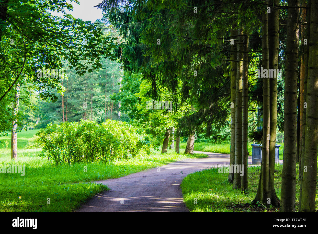 Summer paths of the park. Green alleys. Grass, foliage, trees. Bright ...