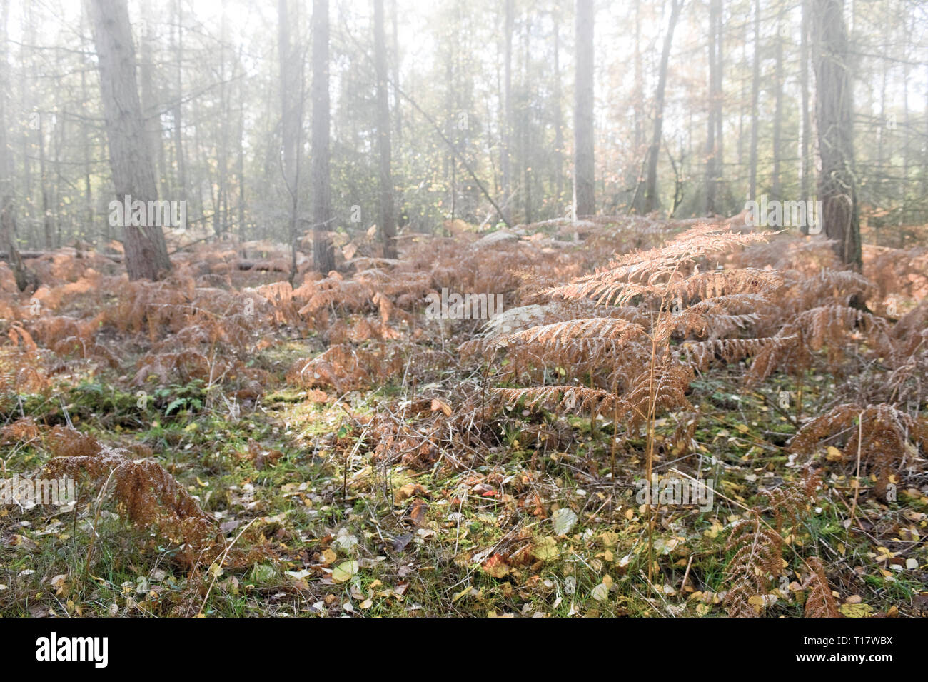 Misty woods hi-res stock photography and images - Alamy