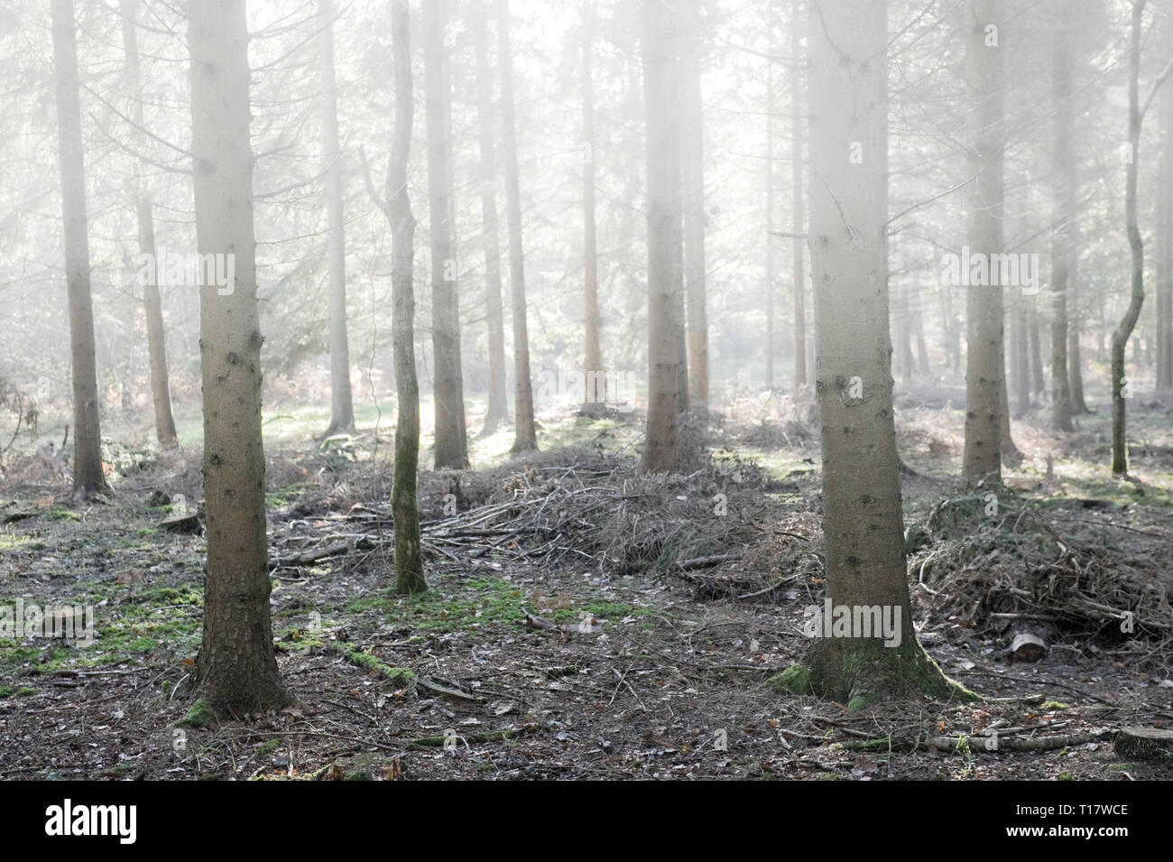 Misty woods in winter hi-res stock photography and images - Alamy