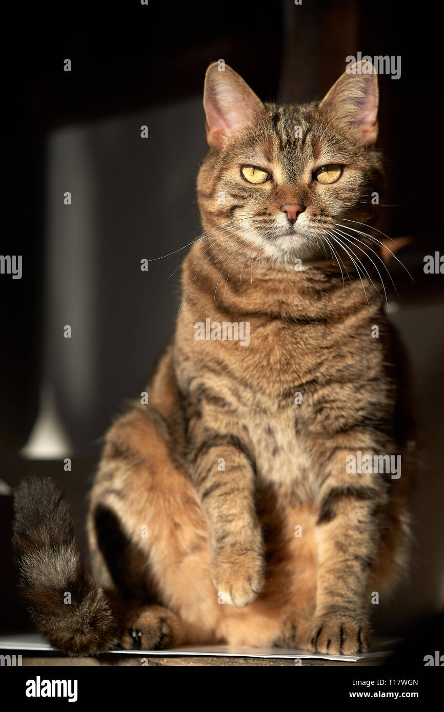 Frontal view of cat Stock Photo - Alamy