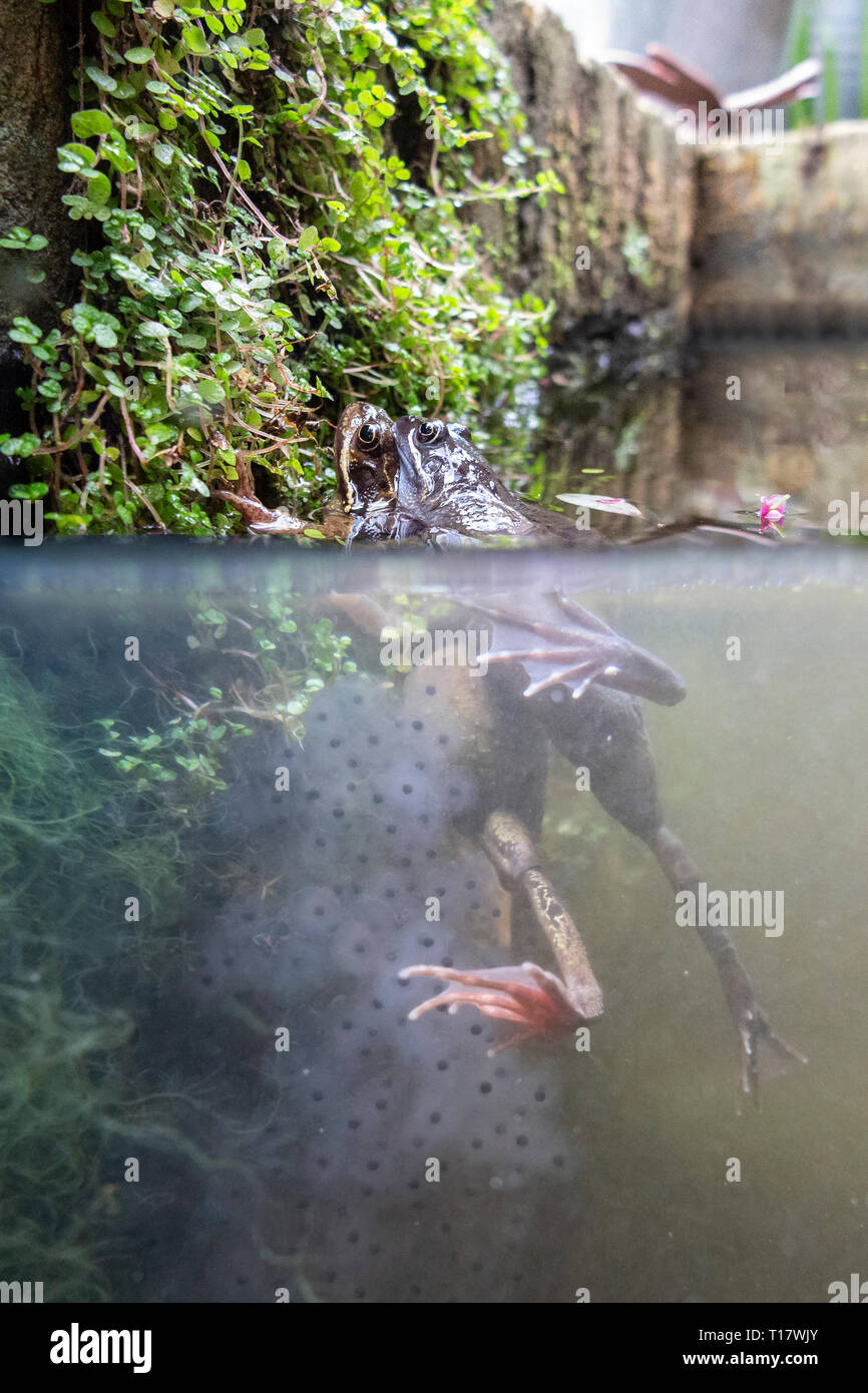 Frogs legs feet hi-res stock photography and images - Alamy