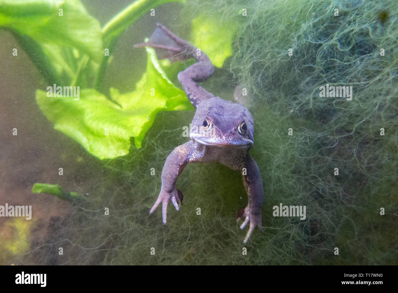 A frog underwater in an urban pond Stock Photo - Alamy