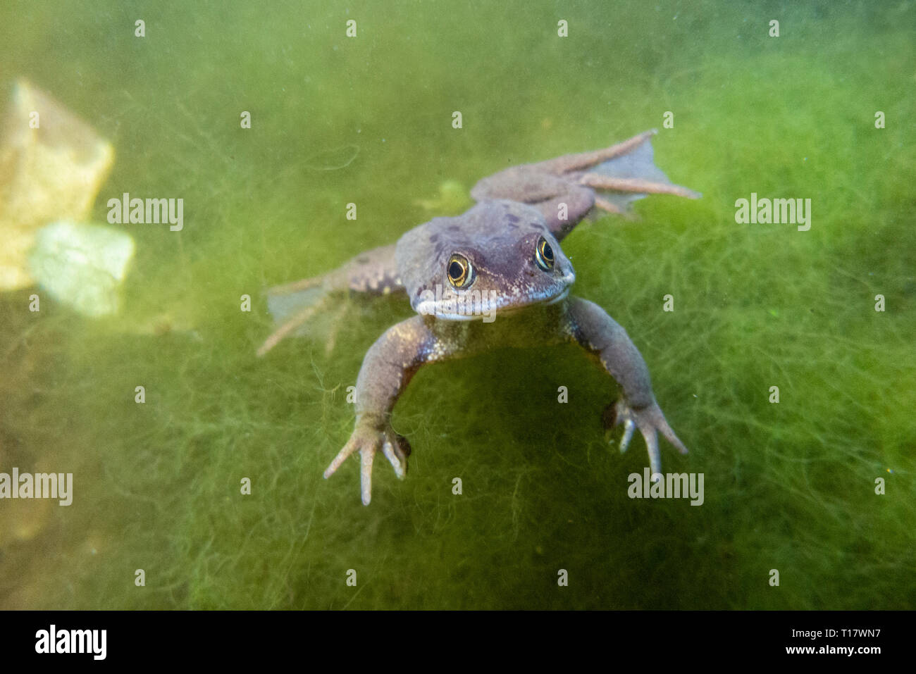 Frog Underwater Stock Photos & Frog Underwater Stock Images - Alamy
