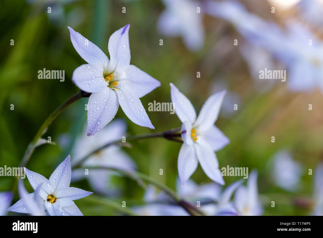 Ipheion uniflorum ‘White Star’ (Spring Starflower Stock Photo - Alamy