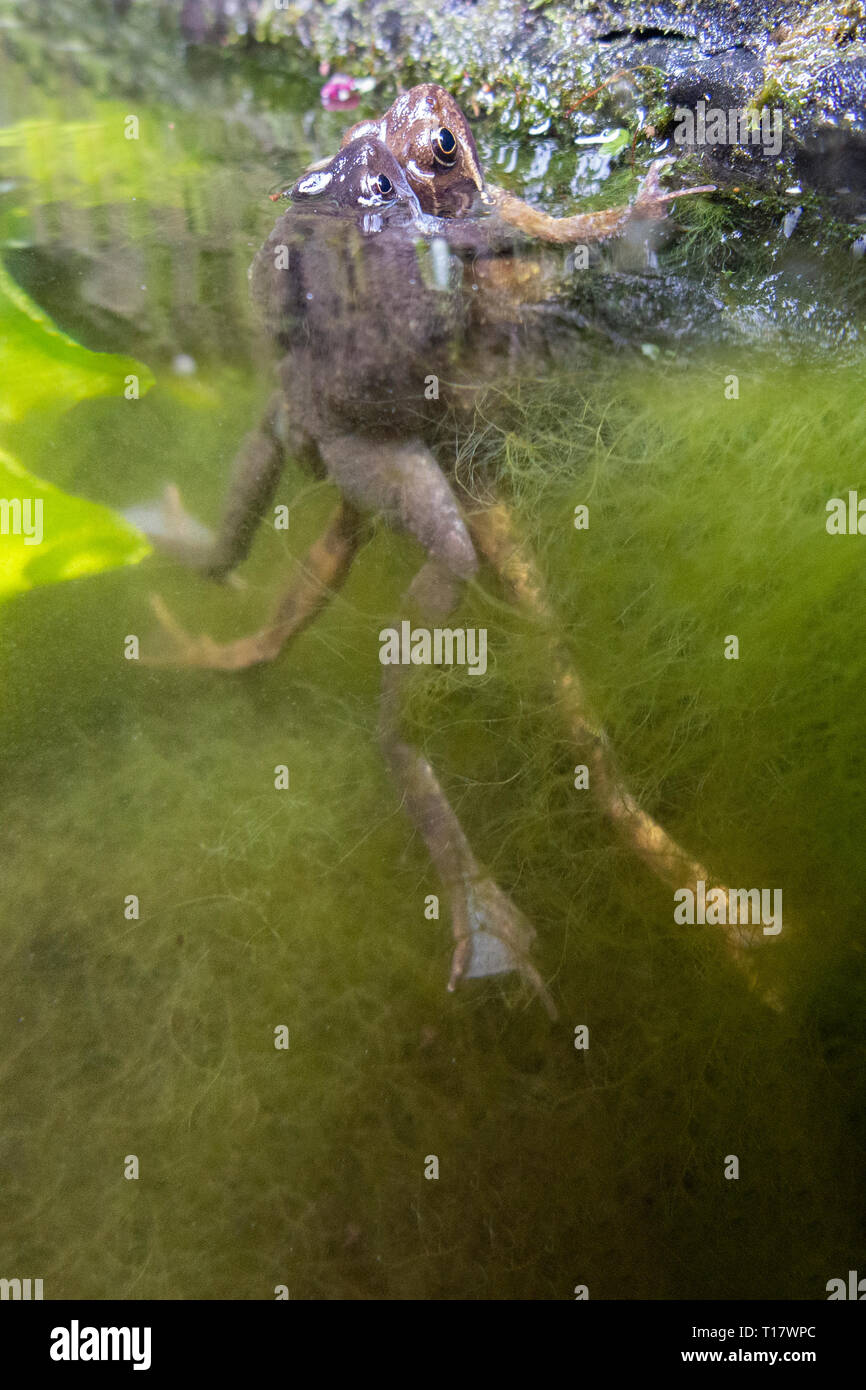 Frogs legs feet hi-res stock photography and images - Alamy