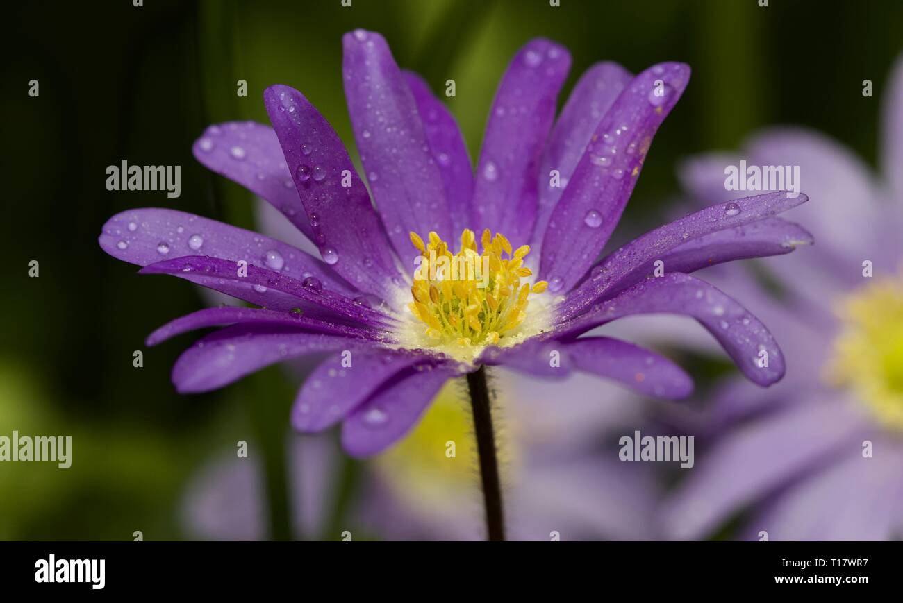 Violet-blue Anemone blanda - winter windflower Stock Photo - Alamy