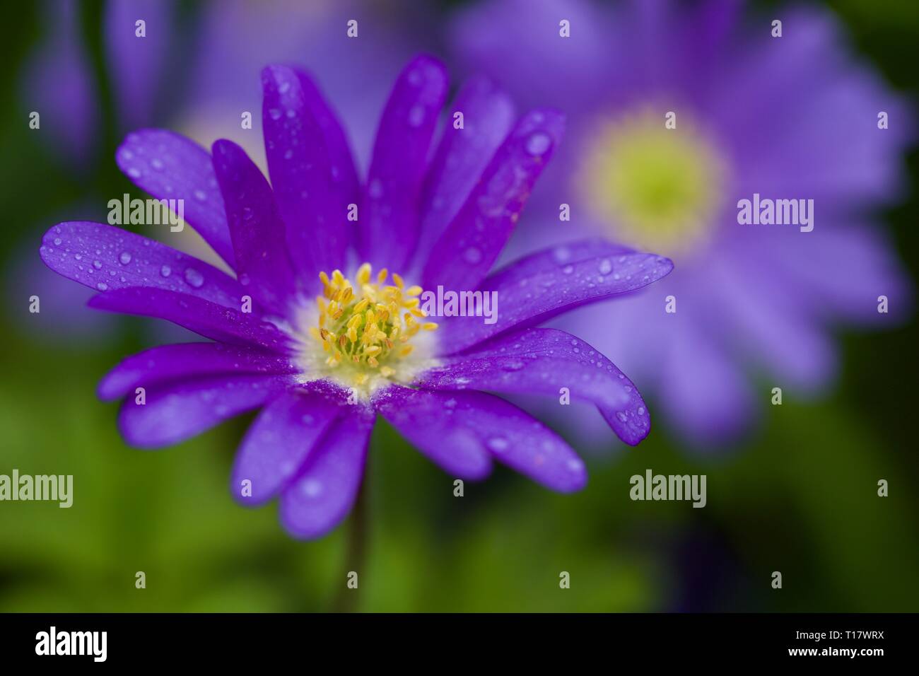 Violet-blue Anemone blanda - winter windflower Stock Photo - Alamy