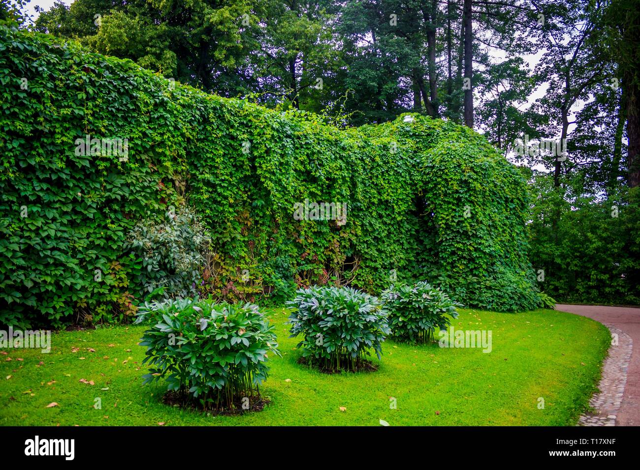 Summer paths of the park. Green alleys. Grass, foliage, trees. Bright ...