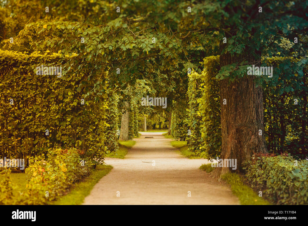 Summer paths of the park. Green alleys. Grass, foliage, trees. Bright ...